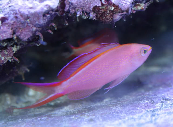 Smithvanizi (Princess) Anthias – Sea Dwelling Creatures