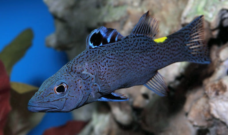 Basslets – Sea Dwelling Creatures