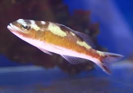 Basslets – Sea Dwelling Creatures