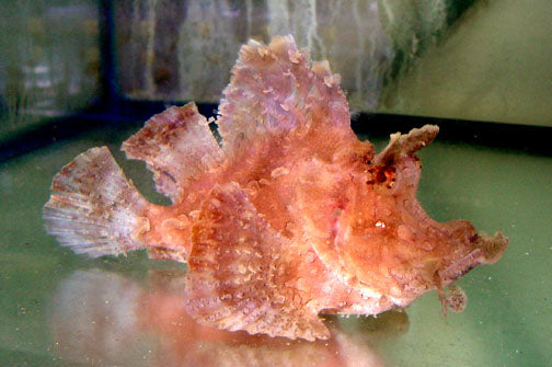 Rhinopias: Red/Purple – Sea Dwelling Creatures