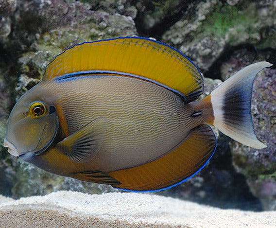 Tangs (Surgeonfish) – Sea Dwelling Creatures