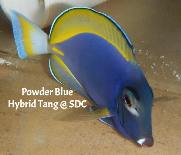 Tangs (Surgeonfish) – Sea Dwelling Creatures