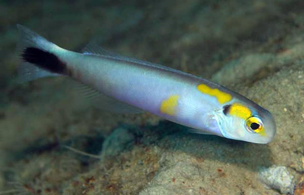 Yellowhead Tile Goby – Sea Dwelling Creatures