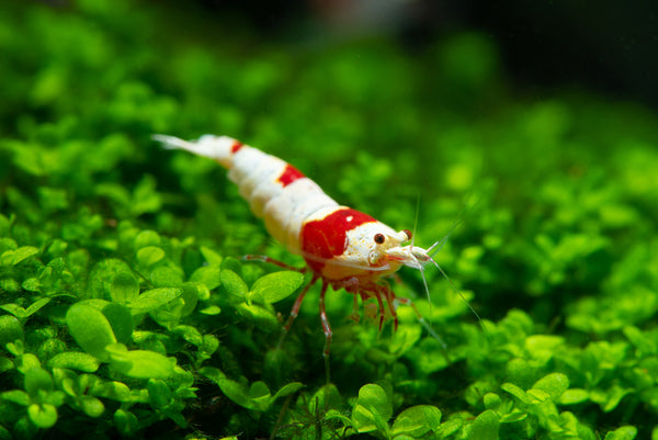 Crustaceans – Sea Dwelling Creatures