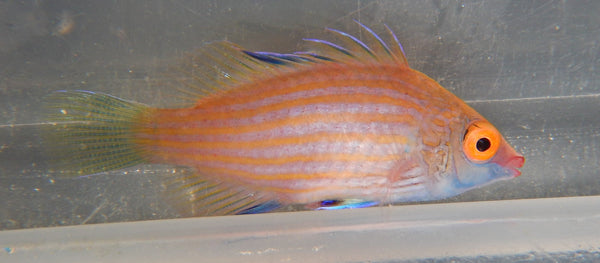Cryptic Sixline Wrasse – Sea Dwelling Creatures