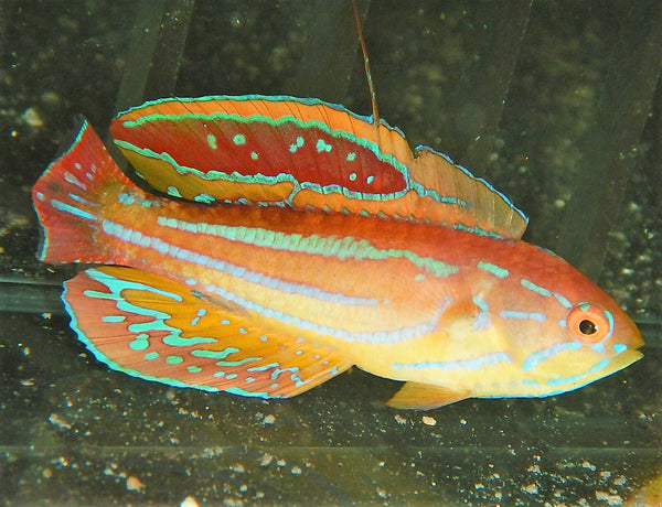 Diamond Tail Flasher Wrasse: Male – Sea Dwelling Creatures