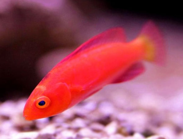 Magma Fairy Wrasse: Male – Sea Dwelling Creatures
