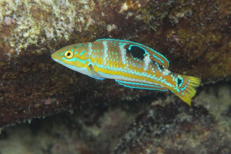 Pudding Wife Wrasse – Sea Dwelling Creatures
