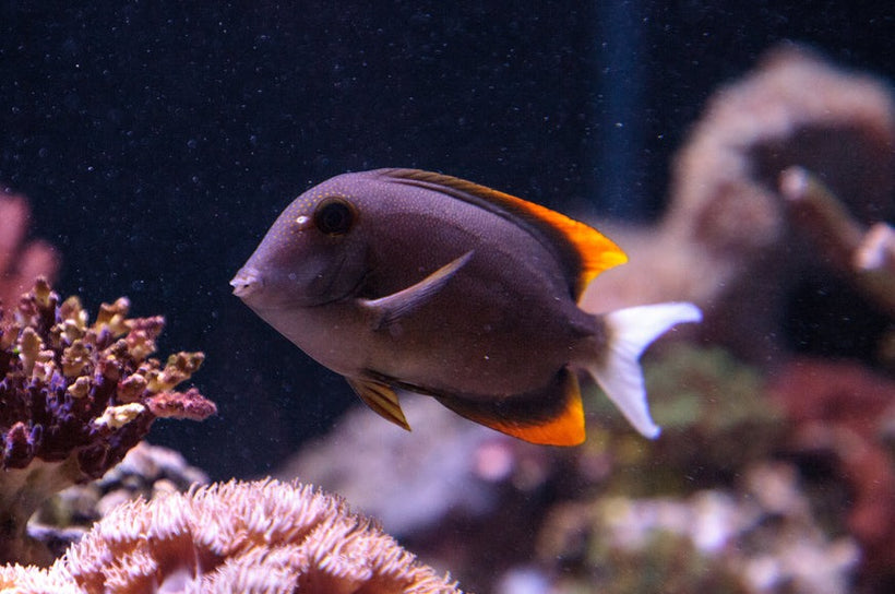 Tangs (Surgeonfish) – Sea Dwelling Creatures
