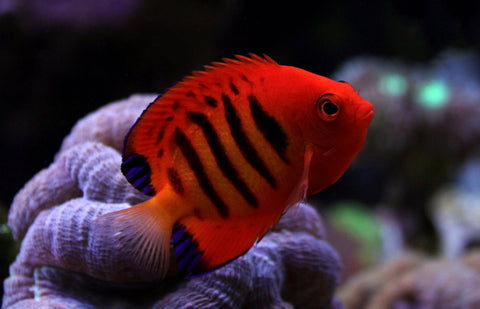 flame angelfish size