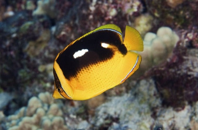 Butterfly – Sea Dwelling Creatures