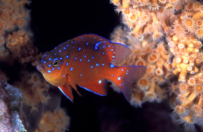 Damselfish – Sea Dwelling Creatures