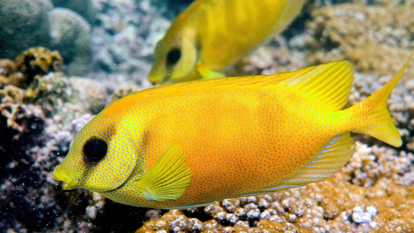 Rabbitfish – Sea Dwelling Creatures