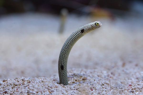 Green (Hass) Garden Eel – Sea Dwelling Creatures