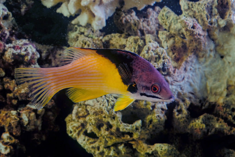 Hogfish – Sea Dwelling Creatures