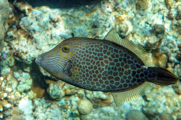 Honeycomb Filefish – Sea Dwelling Creatures
