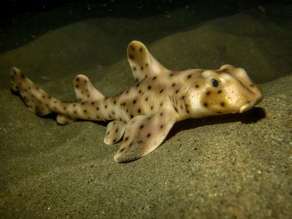 Horn Shark – Sea Dwelling Creatures