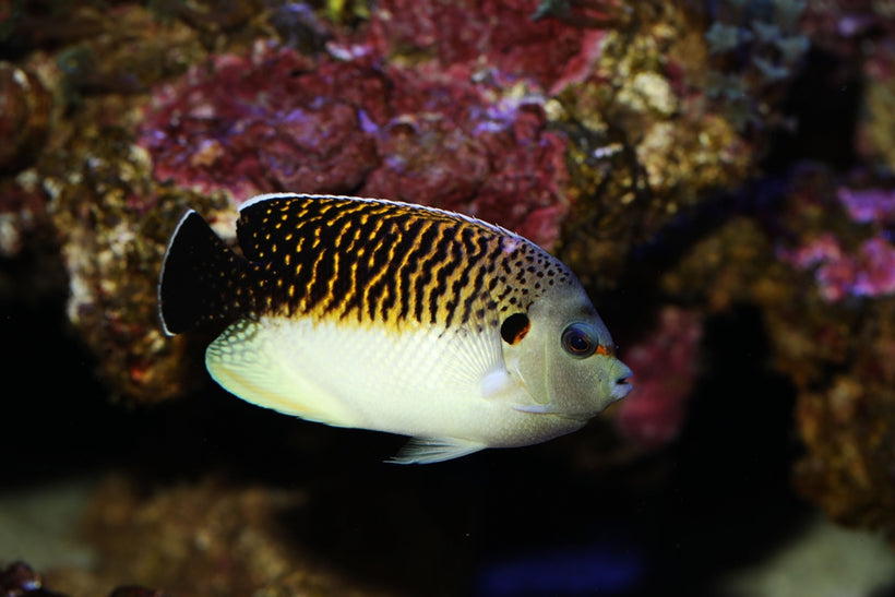 Angels – Page 3 – Sea Dwelling Creatures