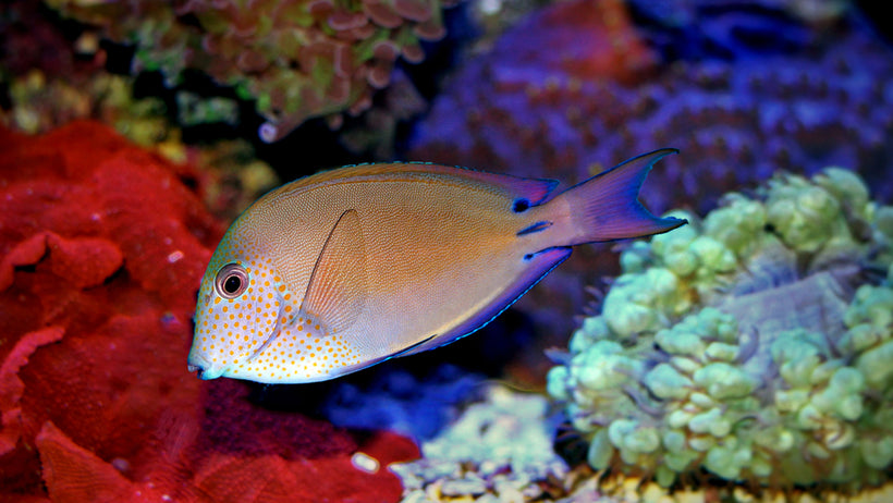 Tangs (Surgeonfish) – Sea Dwelling Creatures