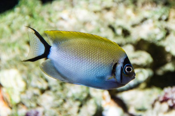 Masked Swallowtail Angel: Female – Sea Dwelling Creatures