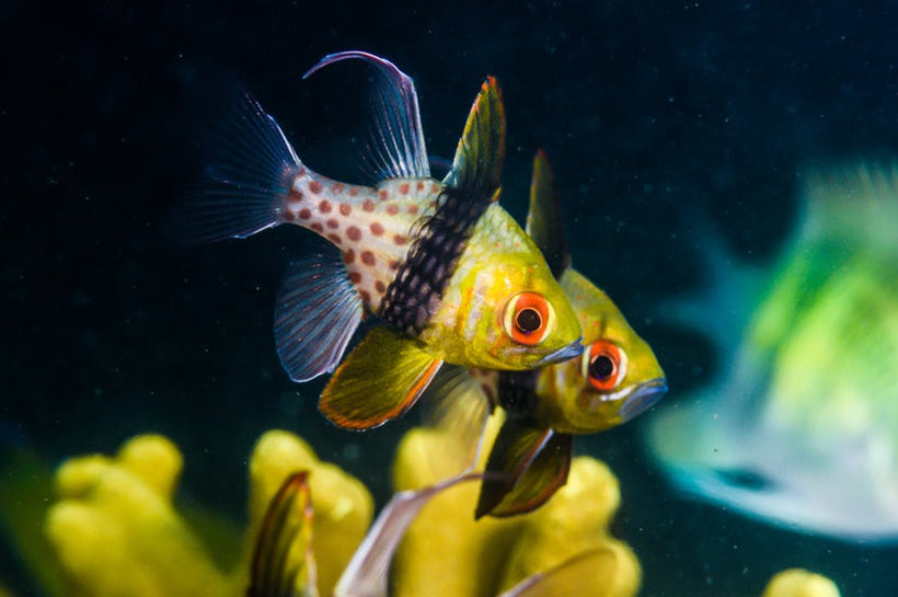 Cardinalfish – Sea Dwelling Creatures