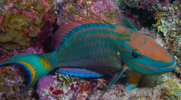 Painted Parrotfish – Sea Dwelling Creatures