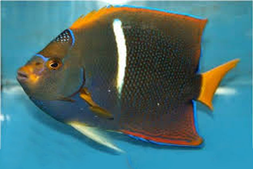 Angels – Page 2 – Sea Dwelling Creatures