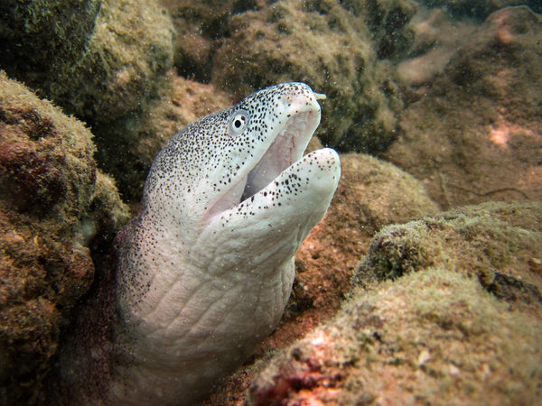 Peppered Moray – Sea Dwelling Creatures