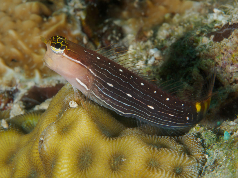 Blennies – Sea Dwelling Creatures