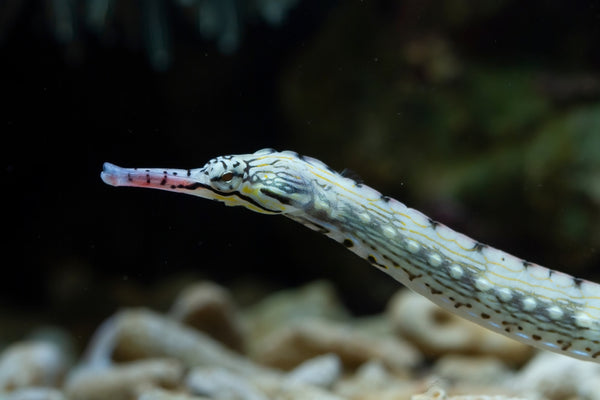 Pipefish – Sea Dwelling Creatures