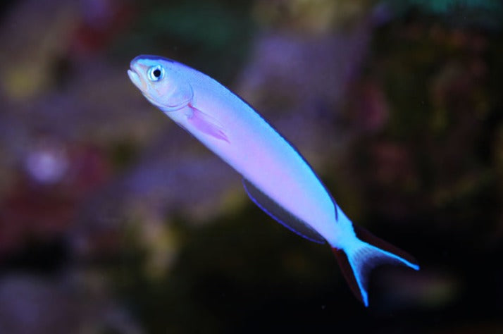 Tilefish – Sea Dwelling Creatures