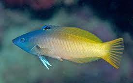 Purplehead Wrasse – Sea Dwelling Creatures