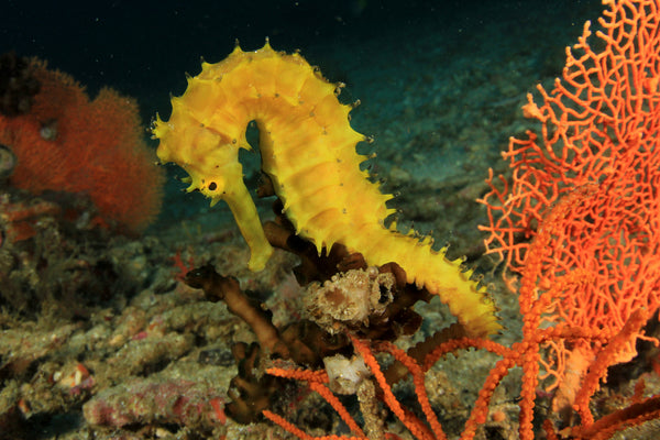 Reidi Seahorse: Yellow – Sea Dwelling Creatures