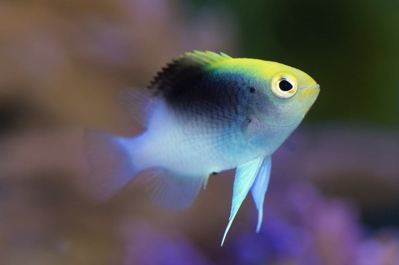 Damselfish – Sea Dwelling Creatures