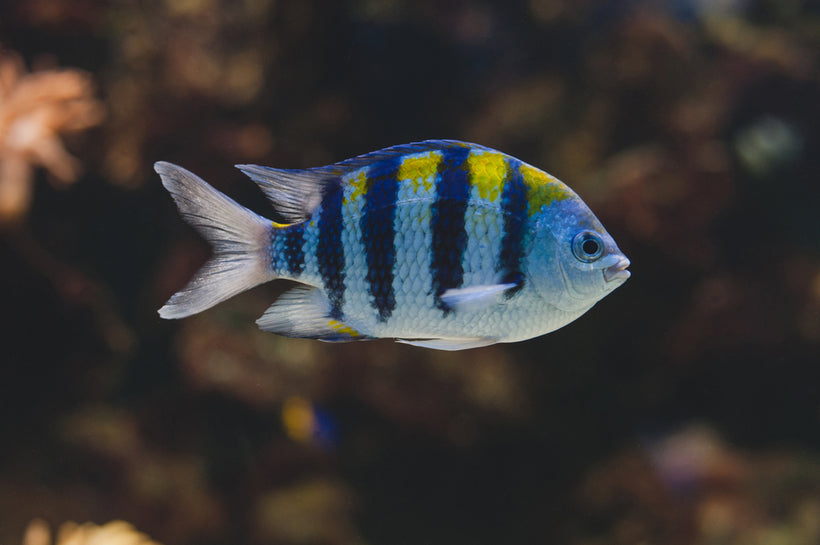 Damselfish – Sea Dwelling Creatures