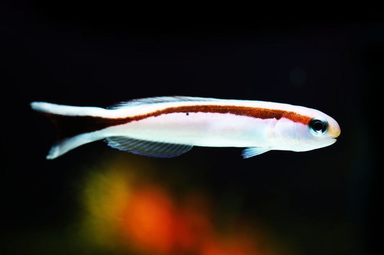 Tilefish – Sea Dwelling Creatures