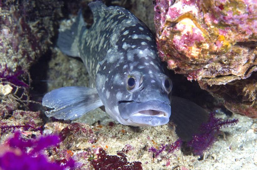 Groupers – Sea Dwelling Creatures