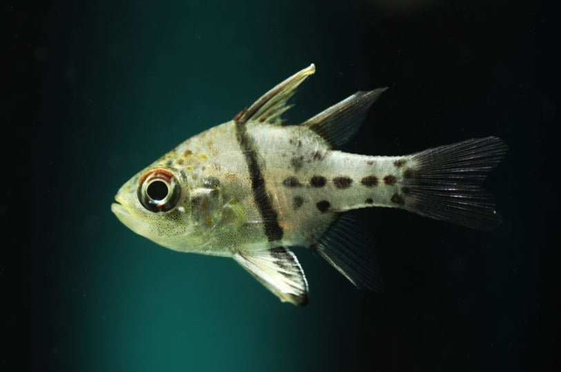 Cardinalfish – Sea Dwelling Creatures