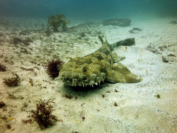 Spotted Wobbygong Shark – Sea Dwelling Creatures