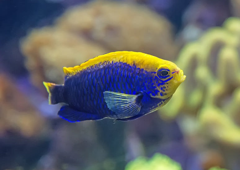 Damselfish – Sea Dwelling Creatures