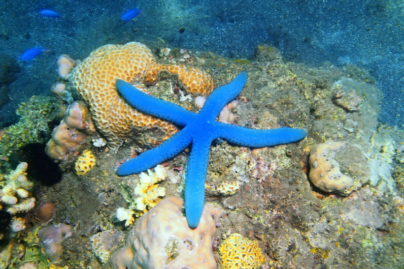 Invertebrates – Sea Dwelling Creatures