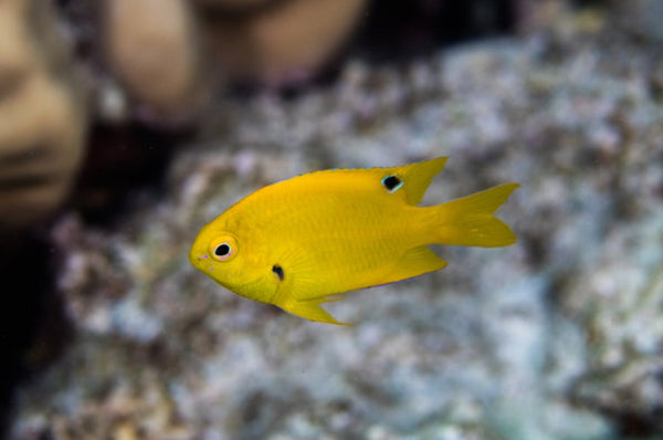 Sulpher Damsel – Sea Dwelling Creatures