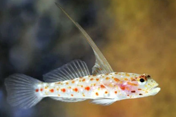 Tangaroa Goby – Sea Dwelling Creatures