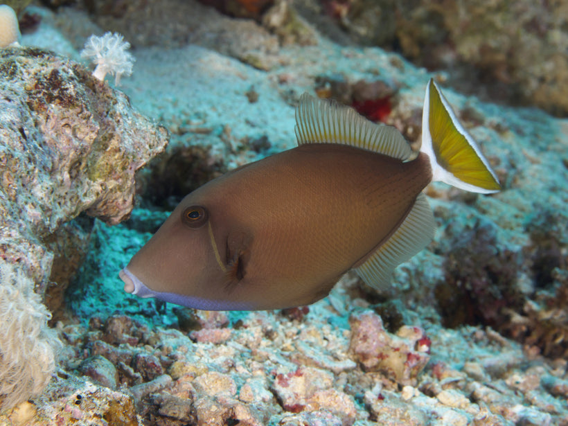 Triggerfish – Sea Dwelling Creatures