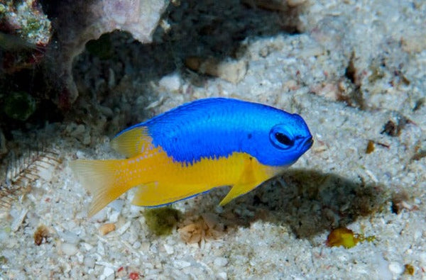 Yellowbelly Blue Damsel – Sea Dwelling Creatures