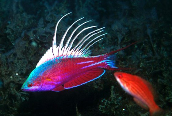 Blue Flasher Wrasse – Sea Dwelling Creatures