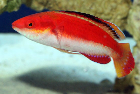 Wrasses – Sea Dwelling Creatures
