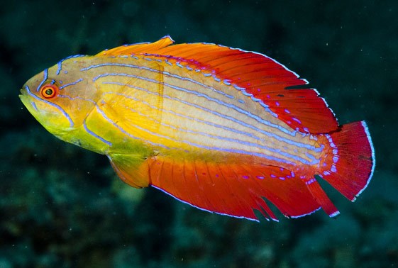 Eight Line Wrasse – Sea Dwelling Creatures