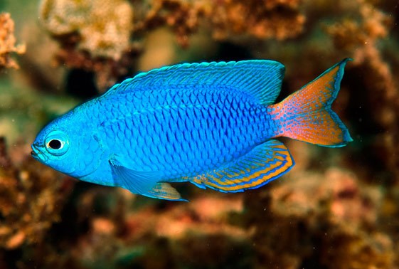 Electric Blue Damsel – Sea Dwelling Creatures