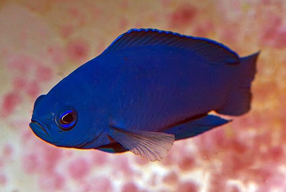 Basslets – Sea Dwelling Creatures